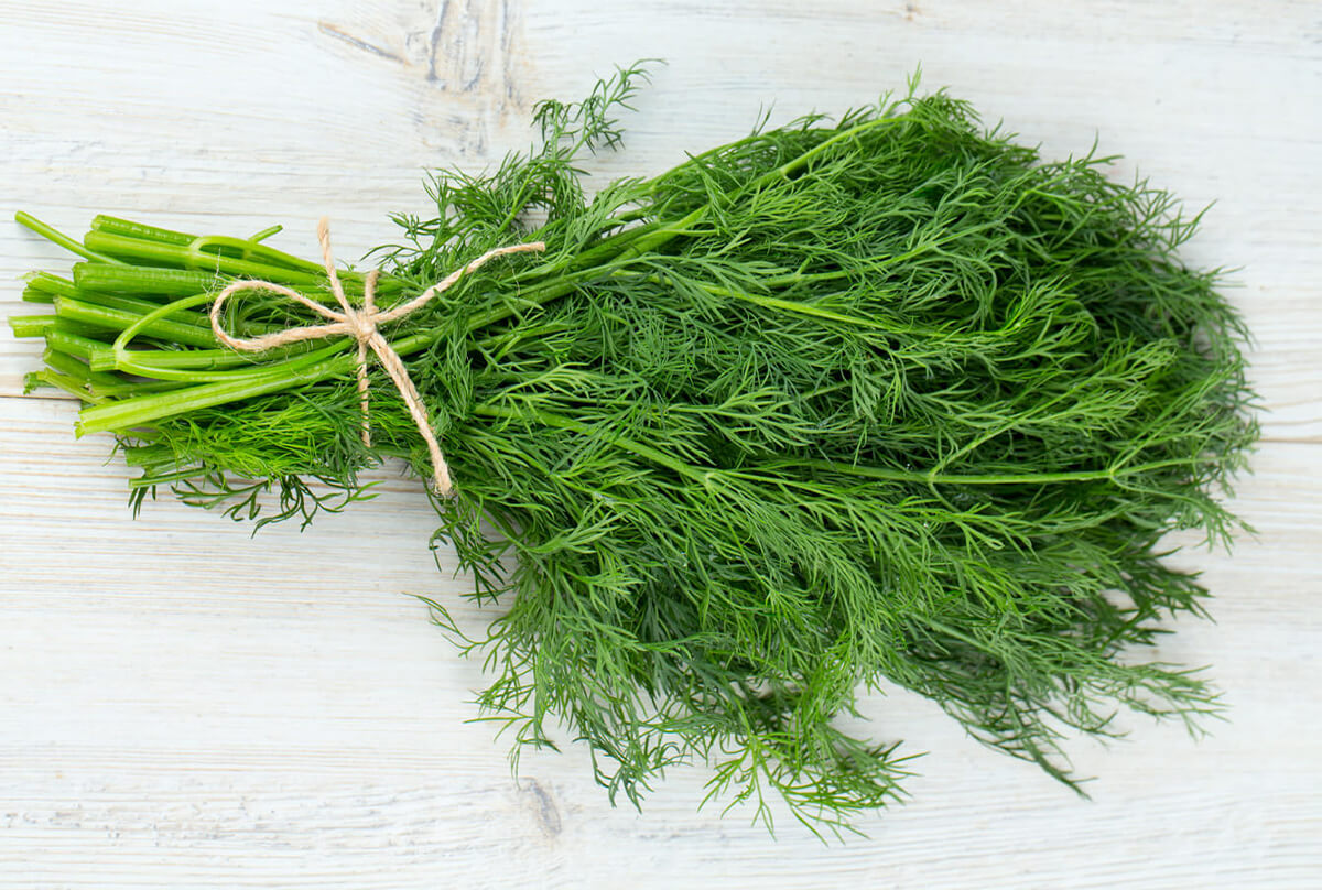 Pesto di finocchietto | Educazione Nutrizionale Grana Padano